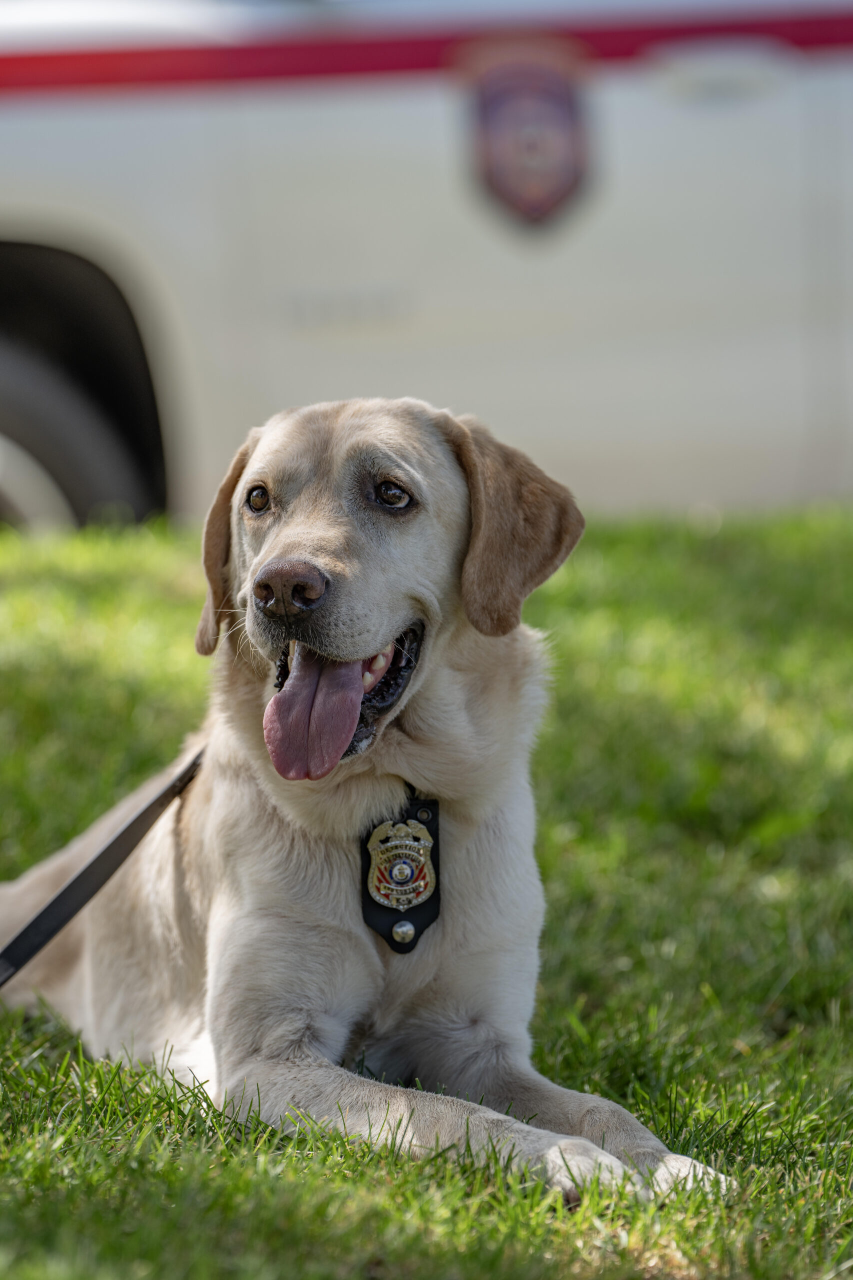 Fire-sniffing K9 retires after 5 years with the state fire division - Krystal 93
